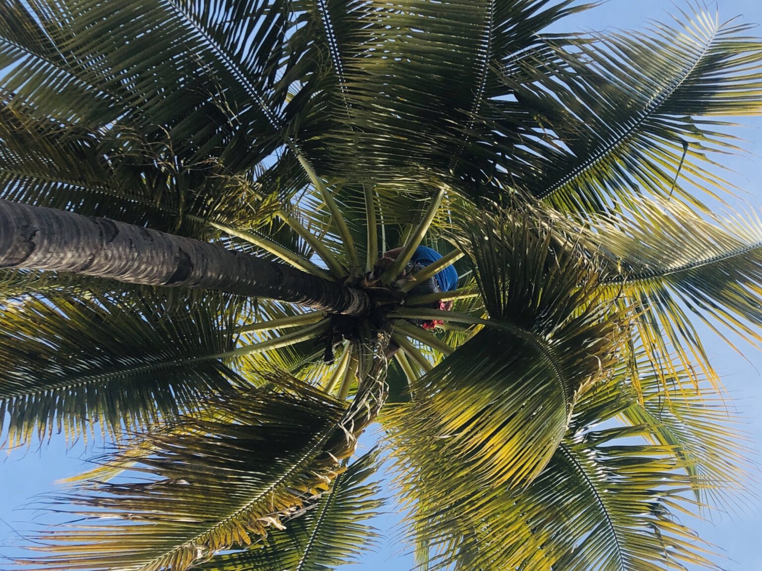 Tuba, el remedio de la palmera colimense para el calor | Descubre México